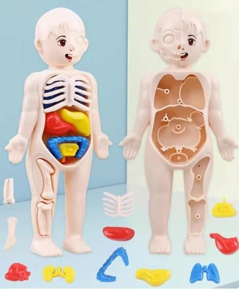 Detachable Human Organs Model Human Anatomy – Urslook